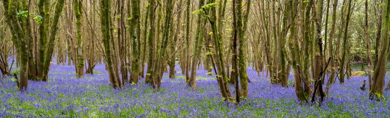 Photography | Professor Joe Cain